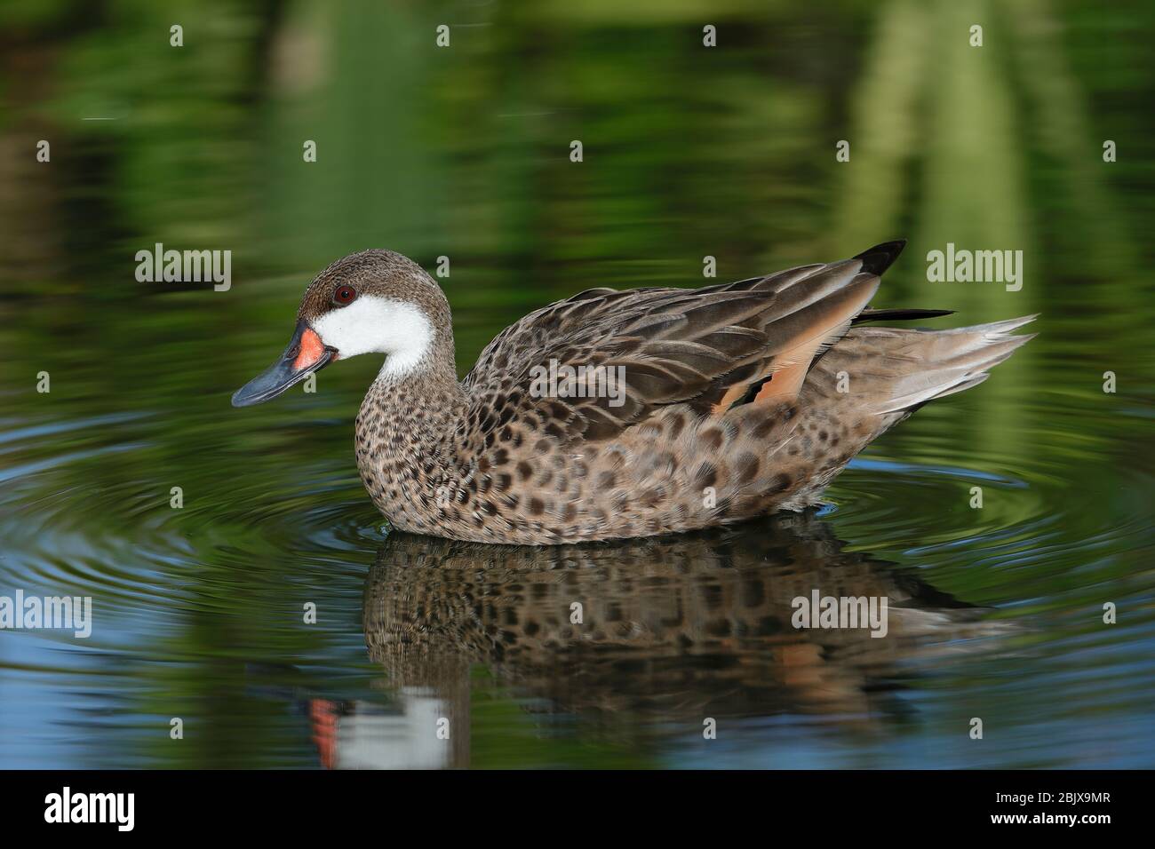 Red billed duck hi-res stock photography and images - Alamy