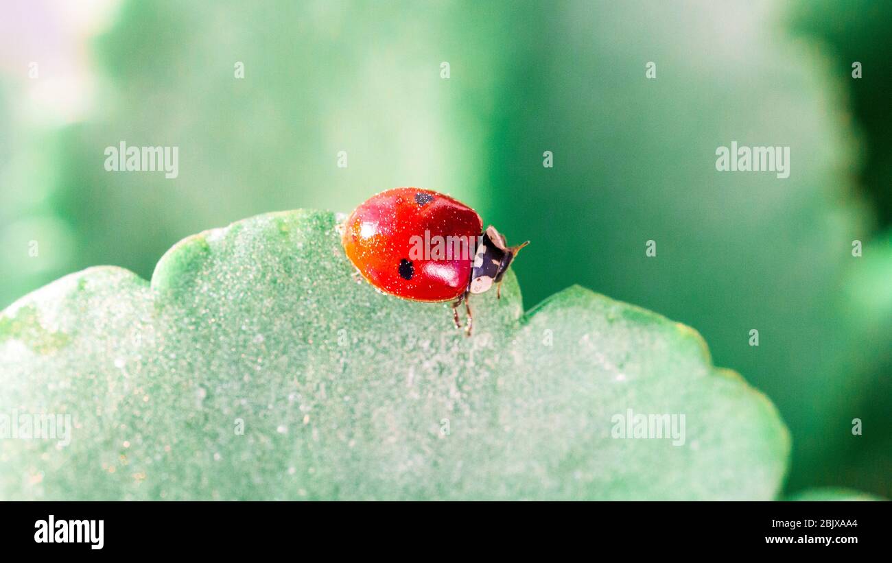 Macro of ladybug on a blade of grass in the morning sun Ladybug - bug ...