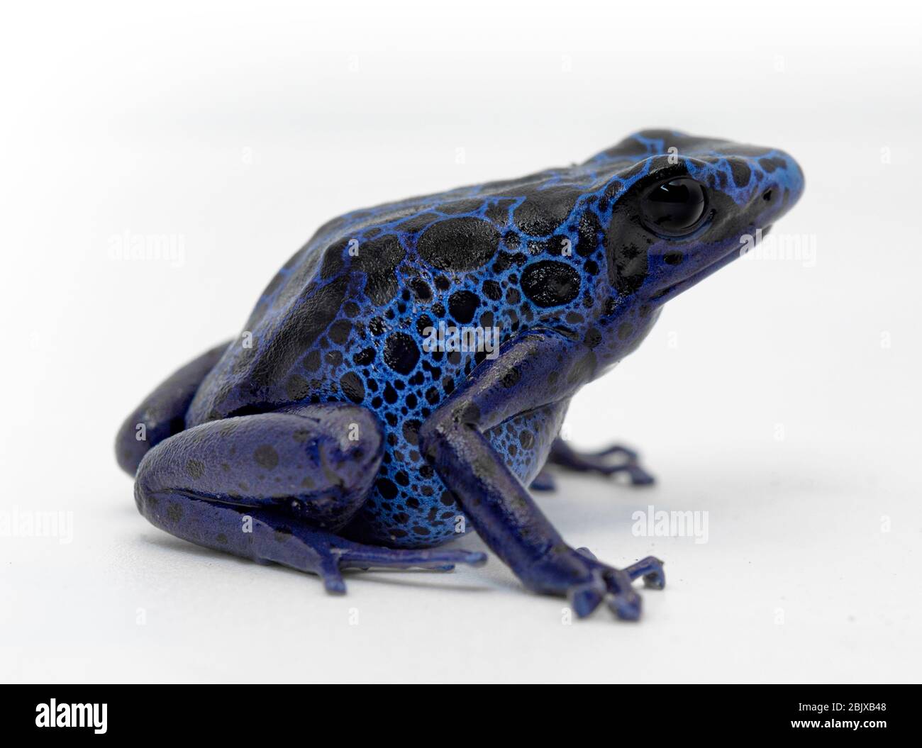 Blue Poison dart frog, Dendrobates tinctorius Azureus, on white Stock ...