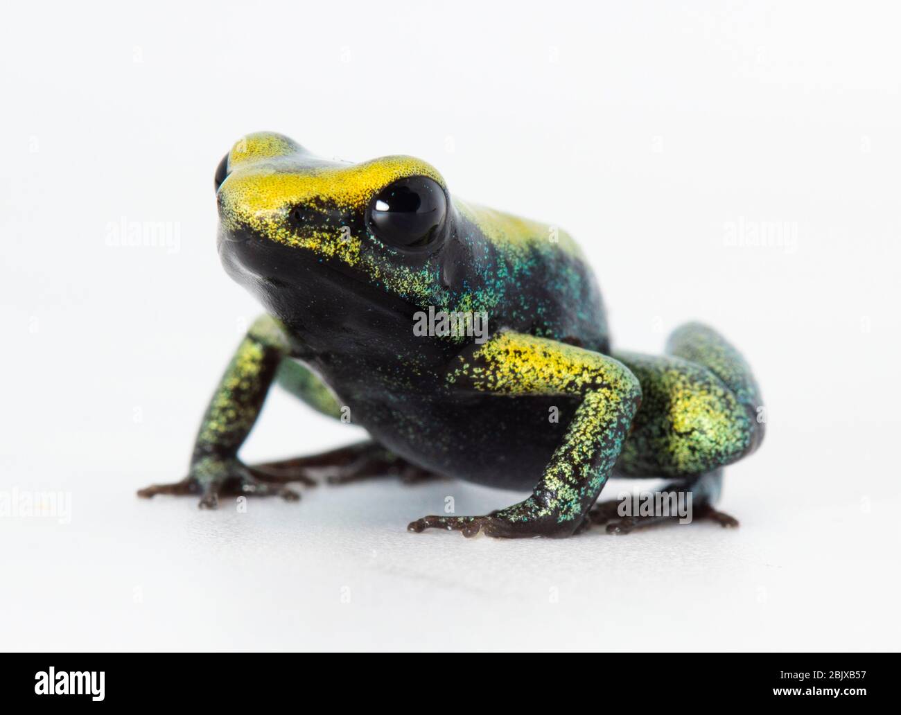 Terribilis Mint Frog Stock Photo - Alamy