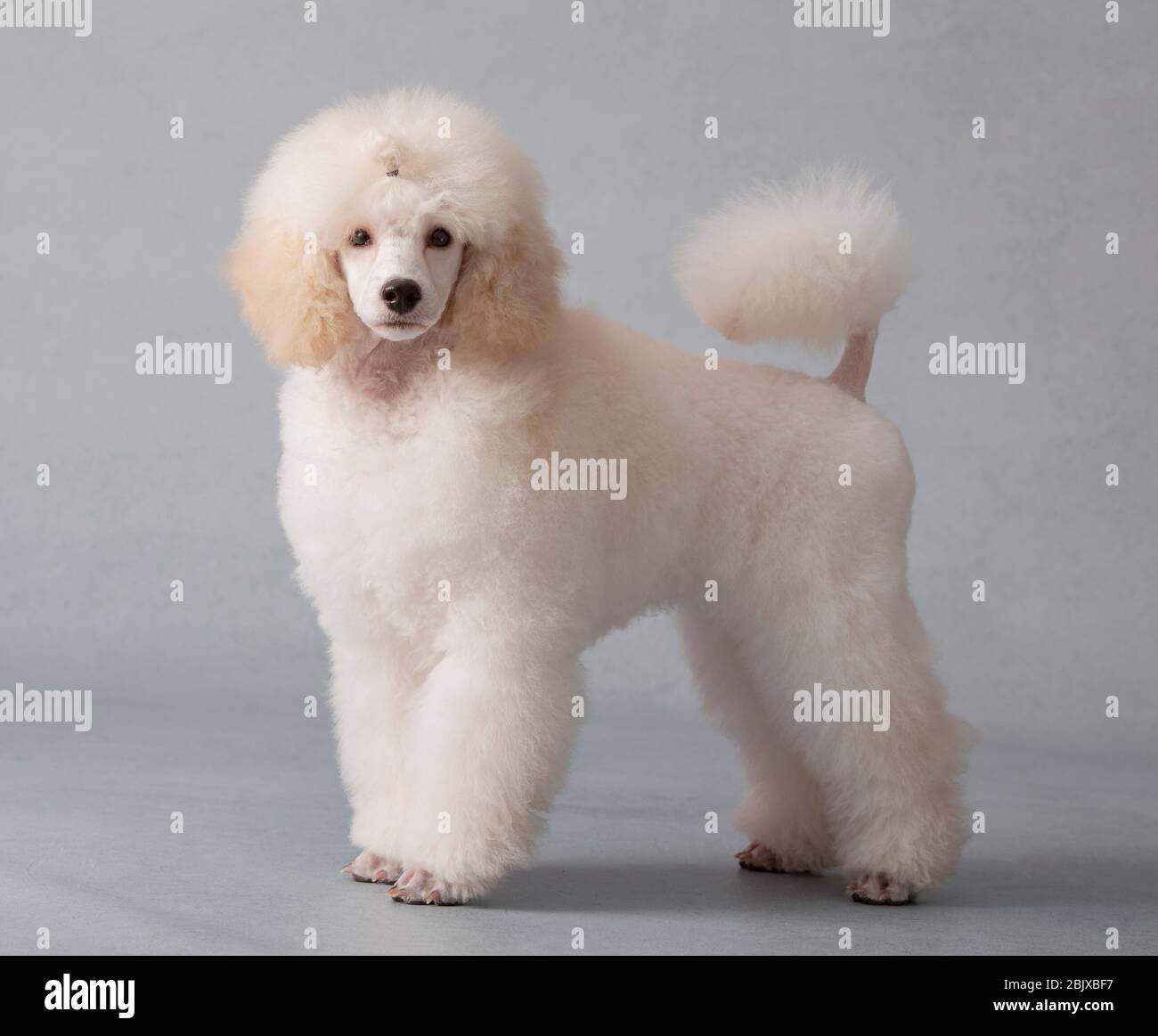 Standard poodle puppy hi-res stock photography and images - Alamy