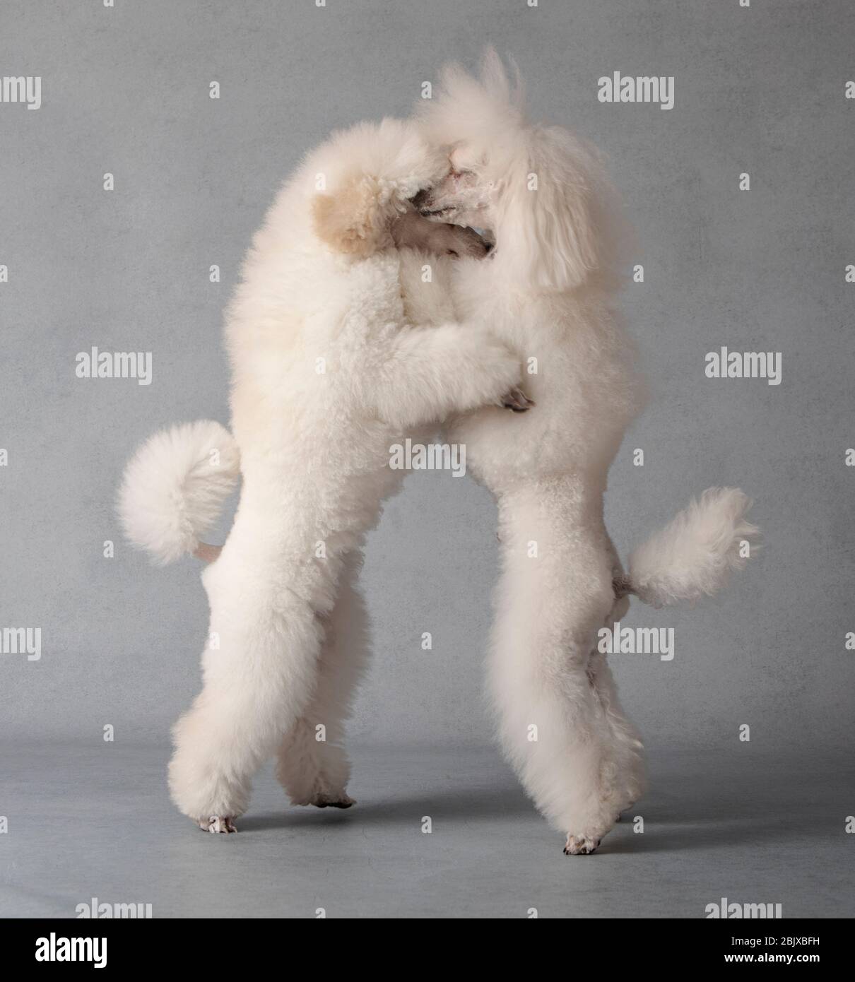 two white poodle dancing in grey background Stock Photo - Alamy