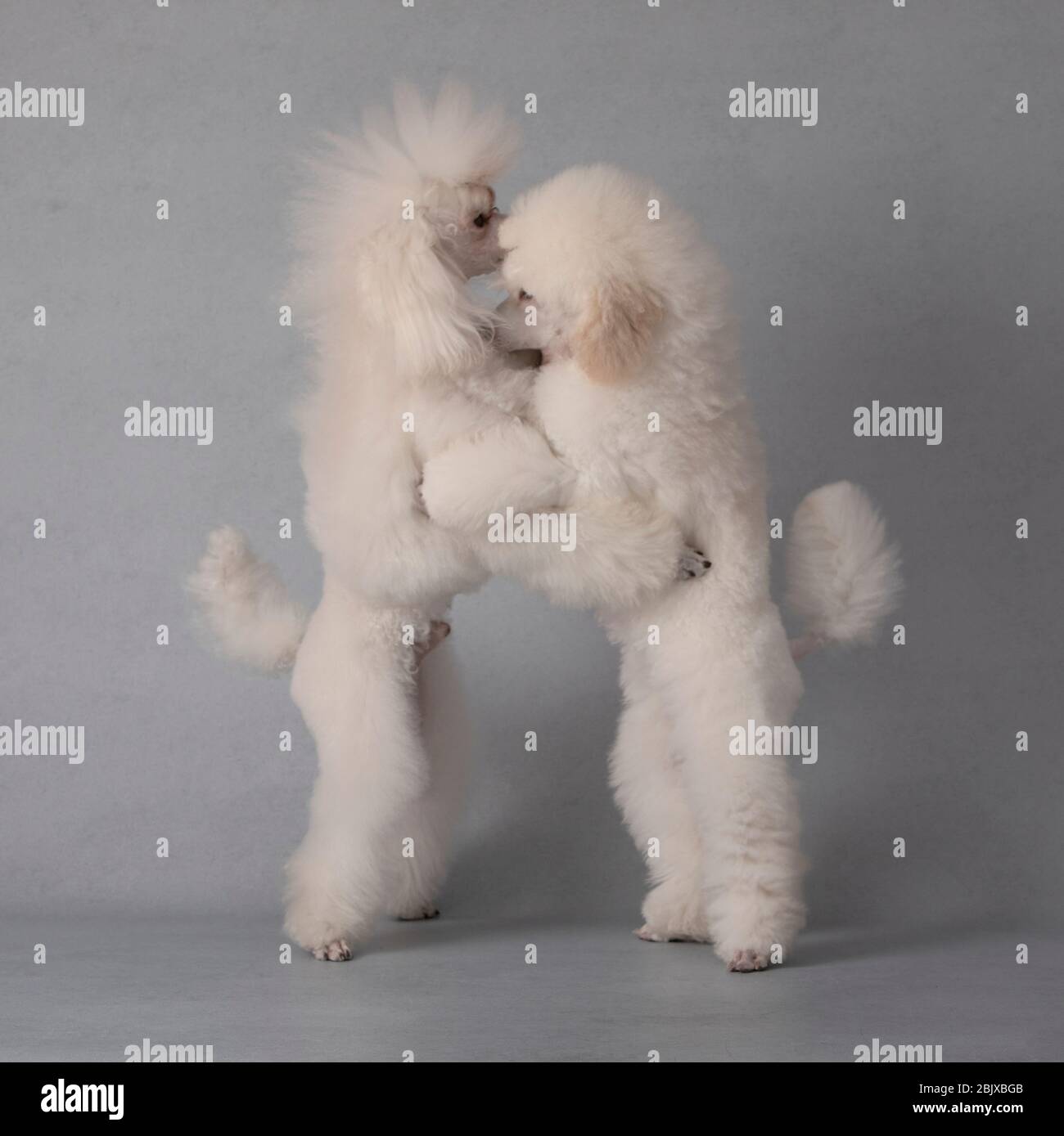 two white poodle dancing in grey background Stock Photo - Alamy