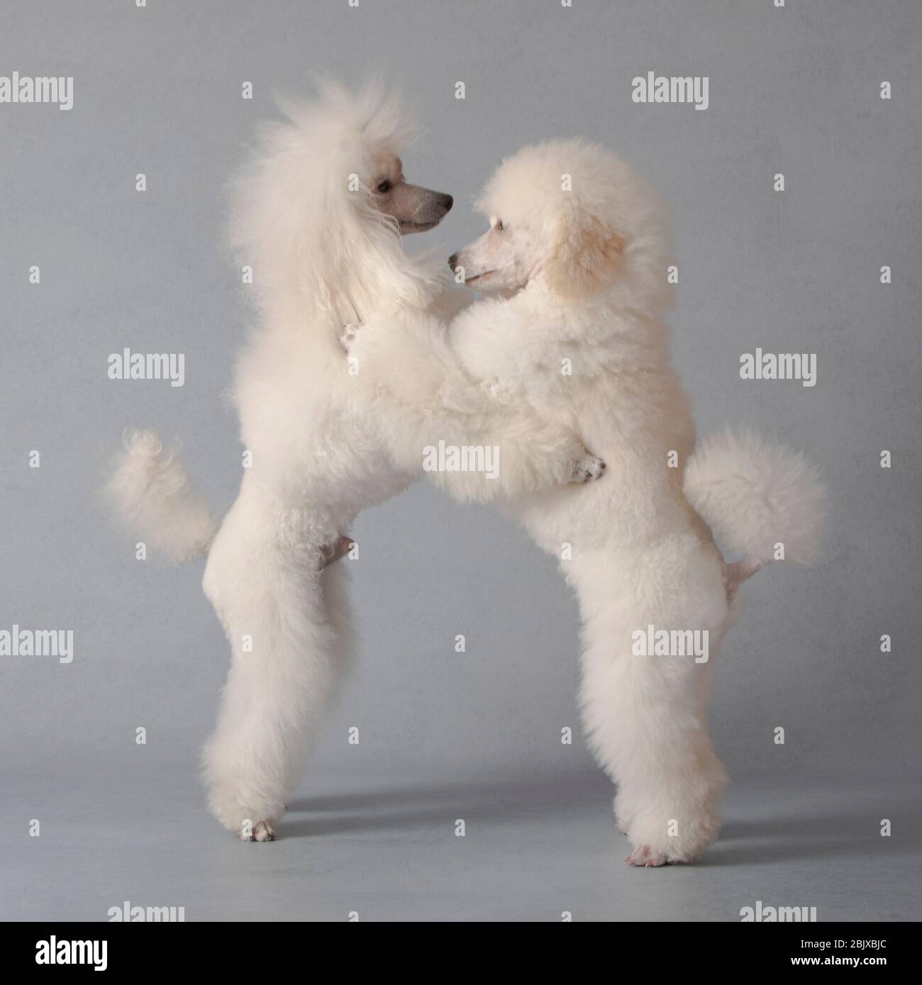 White Giant Poodle High Resolution Stock Photography and Images - Alamy