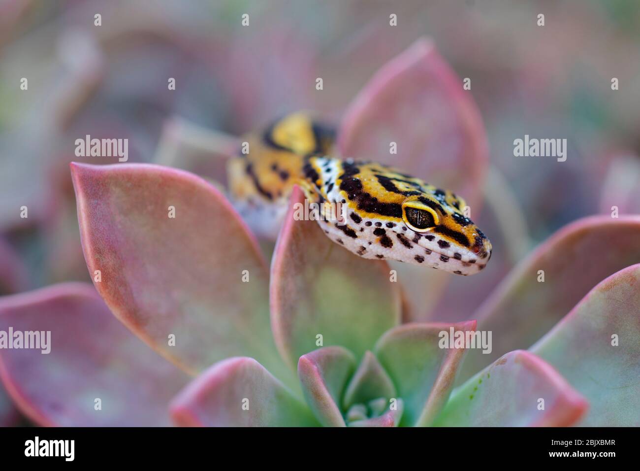 leopard gecko in a cactus in the garden Stock Photo - Alamy