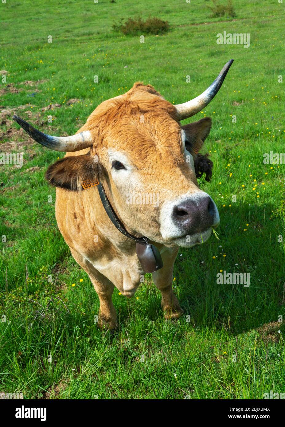 Cevennes national park hi-res stock photography and images - Alamy