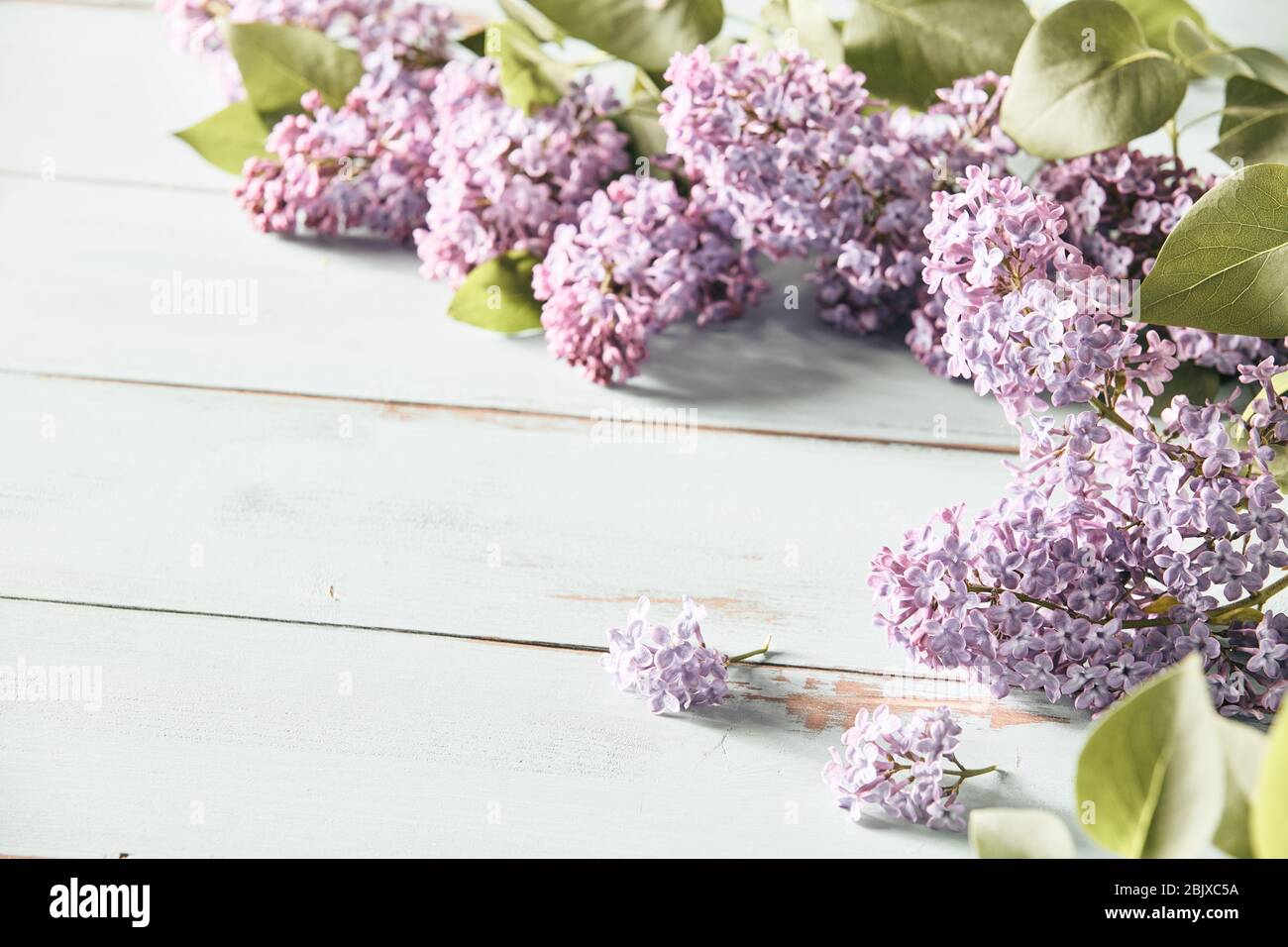 Faded vintage style spring background with lilac flowers in dainty ...