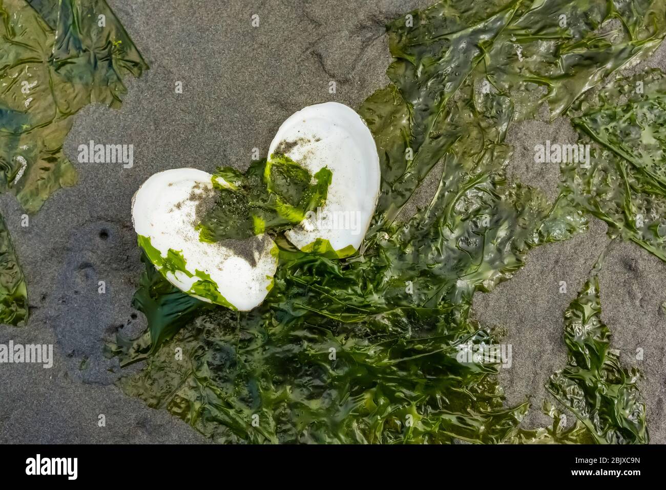 Clam shell and seaweed along beach at low tide in Deception Pass State ...