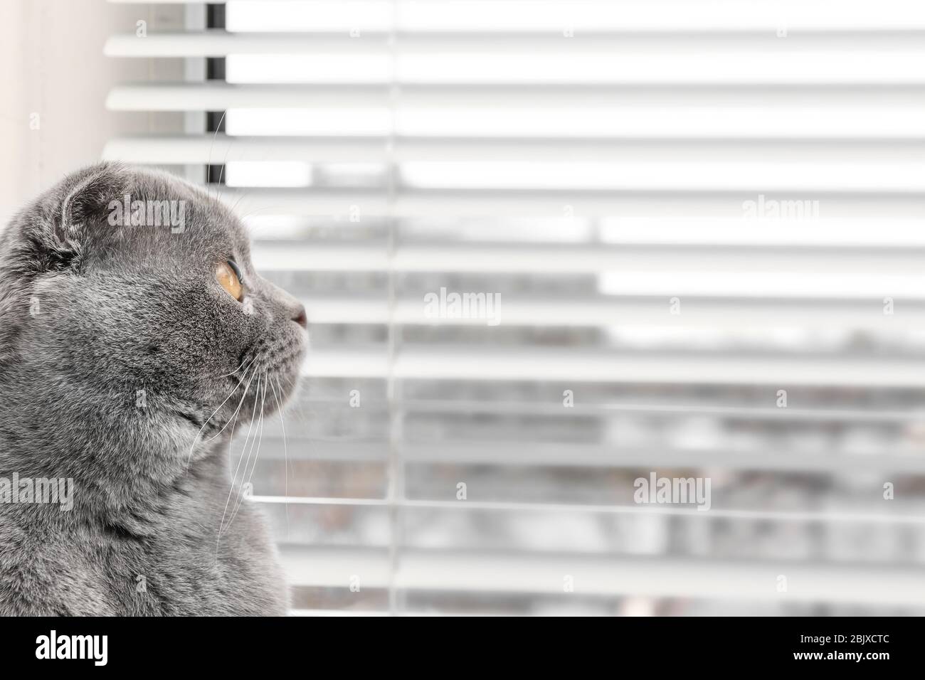 Cute cat resting near window blinds Stock Photo - Alamy