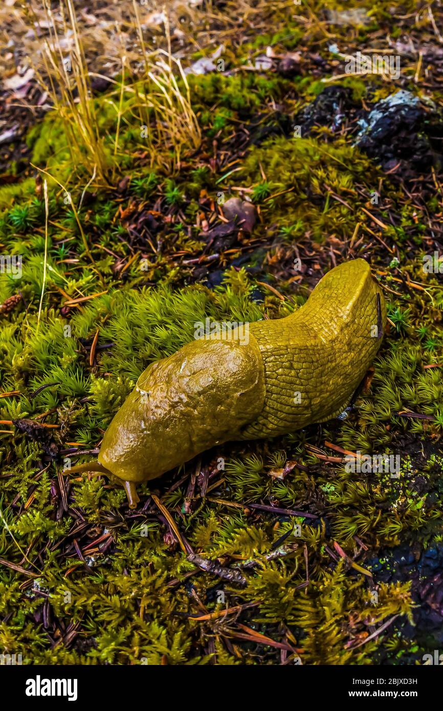 Washington slug hi-res stock photography and images - Alamy