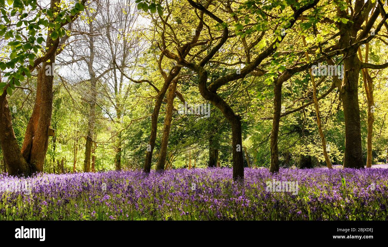 Woodland meadow field pasture full of bluebells hi-res stock ...