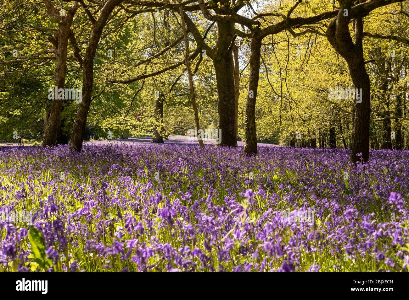 Woodland meadow/field/pasture full of bluebells Stock Photo - Alamy