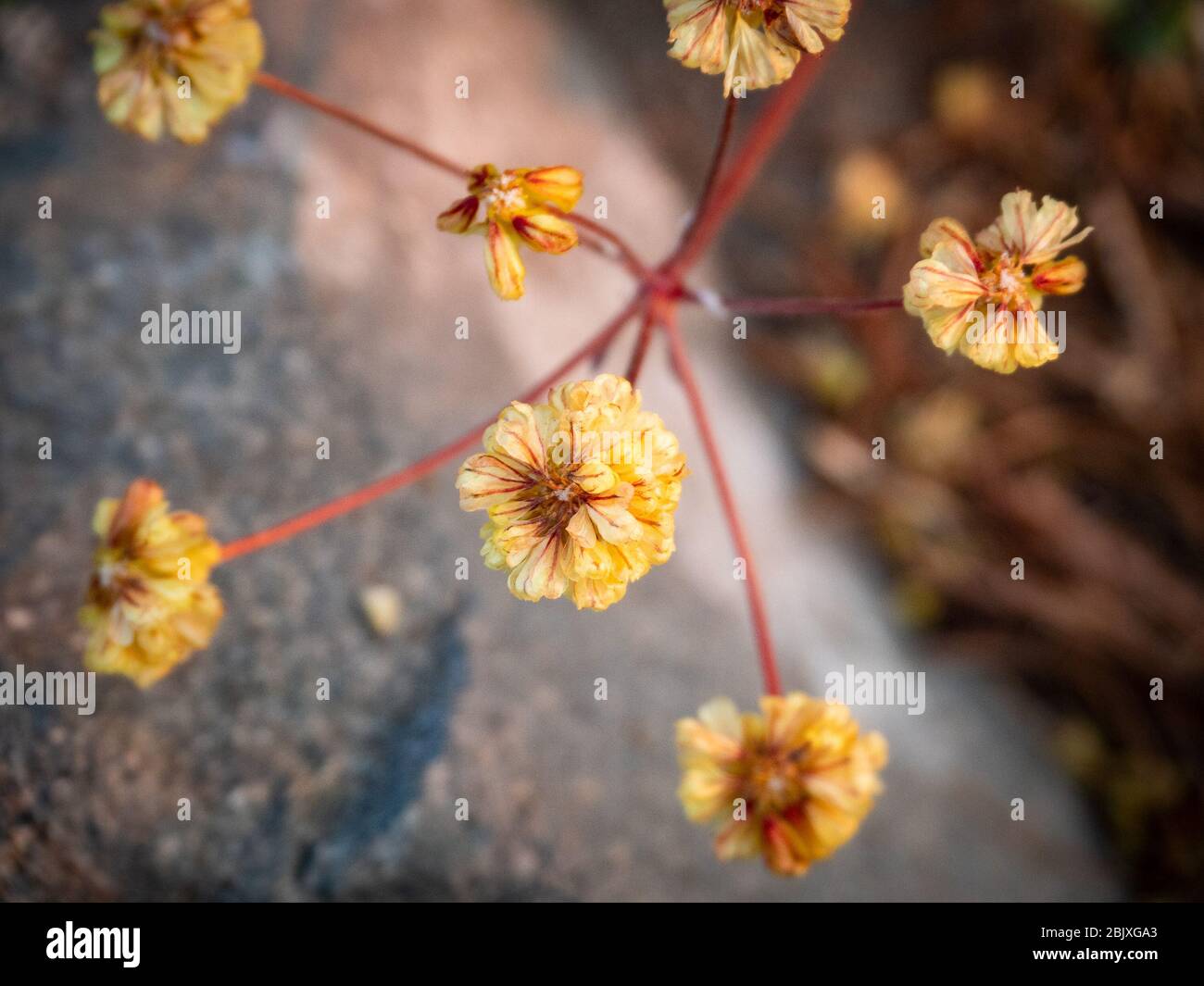 A partially opened flower covered with raindrops Stock Photo - Alamy
