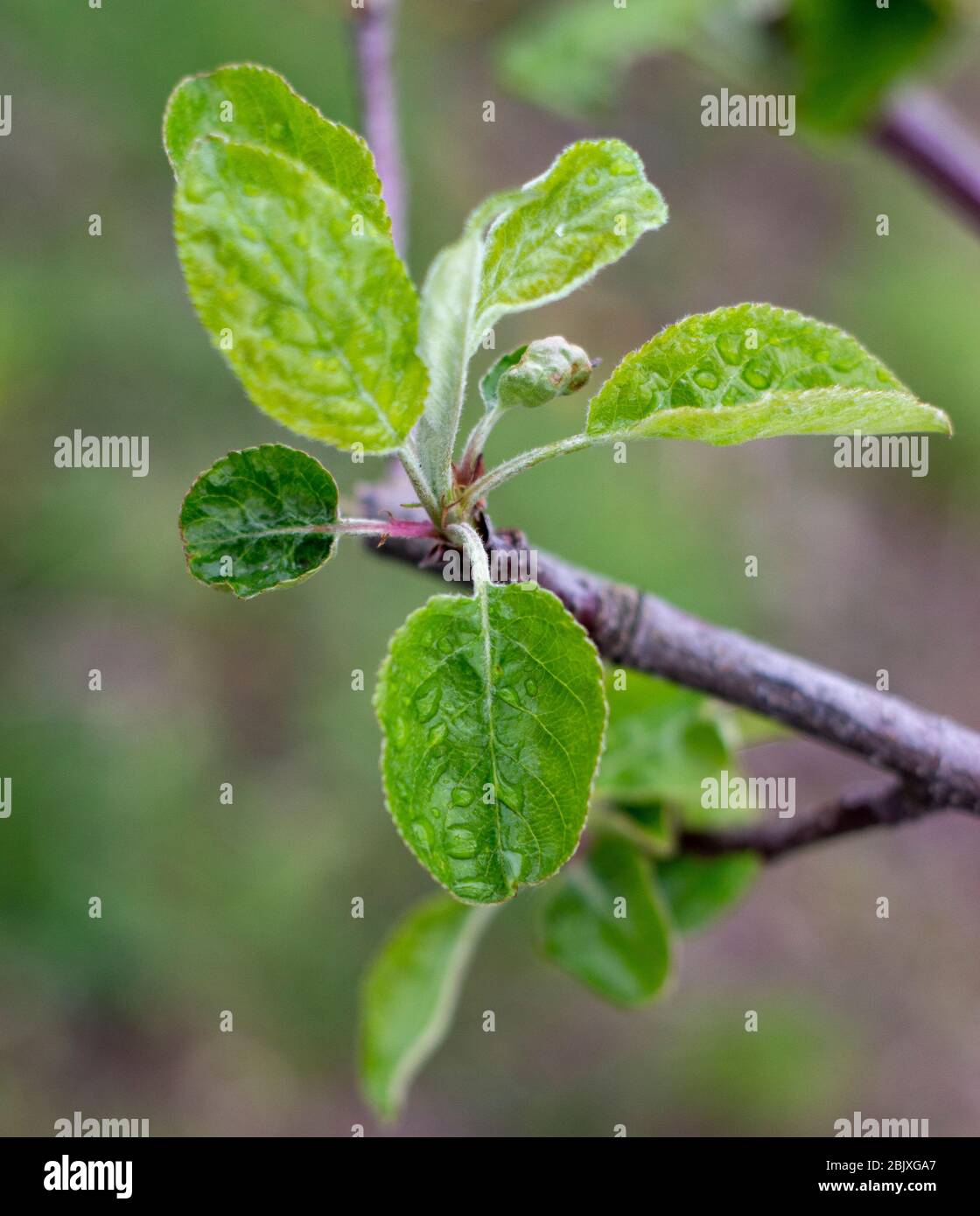 Apple tree leaves with dew after rain Stock Photo - Alamy