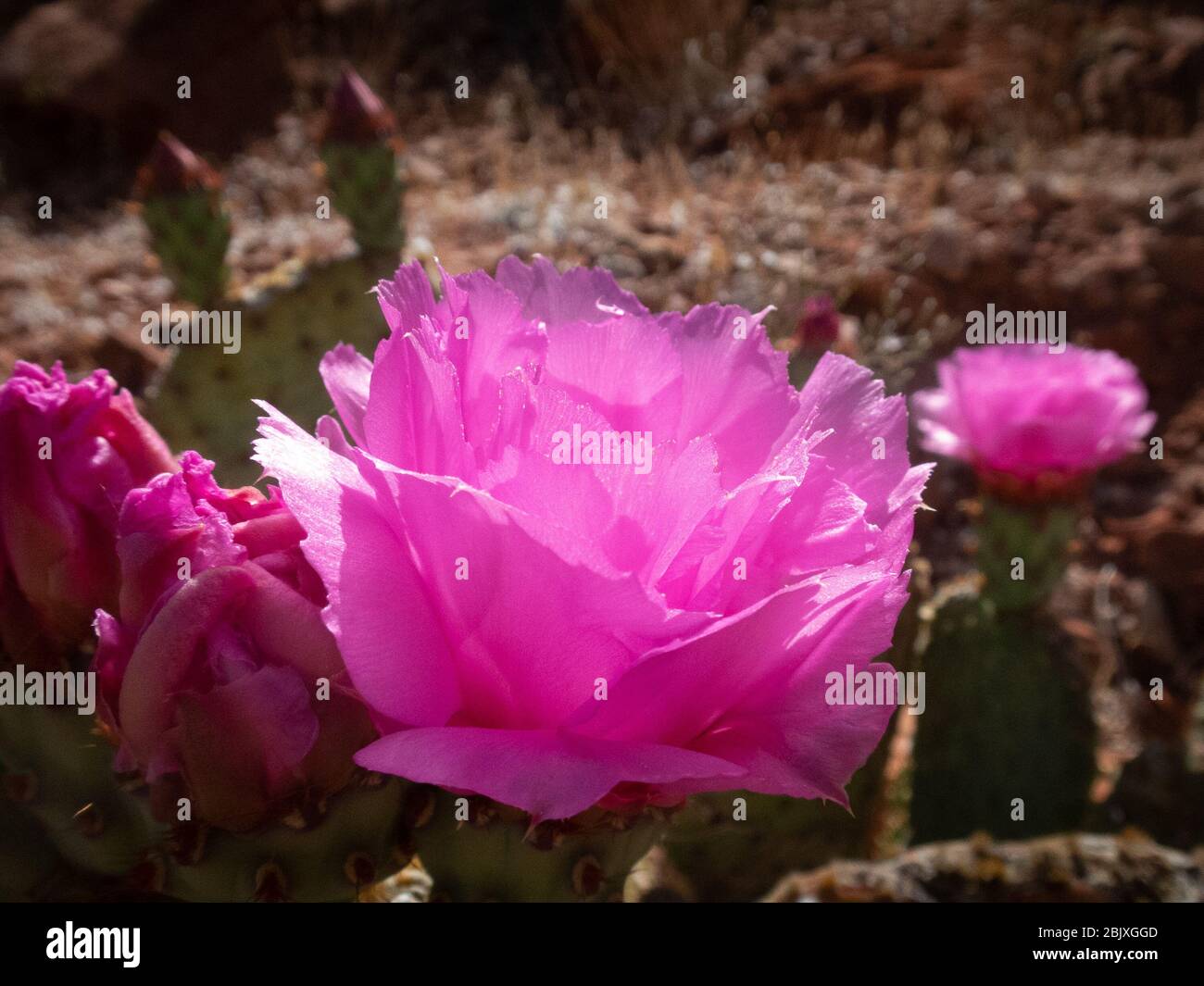 A full frame, close-up, back-lit, side view, of a prickly pear cactus ...