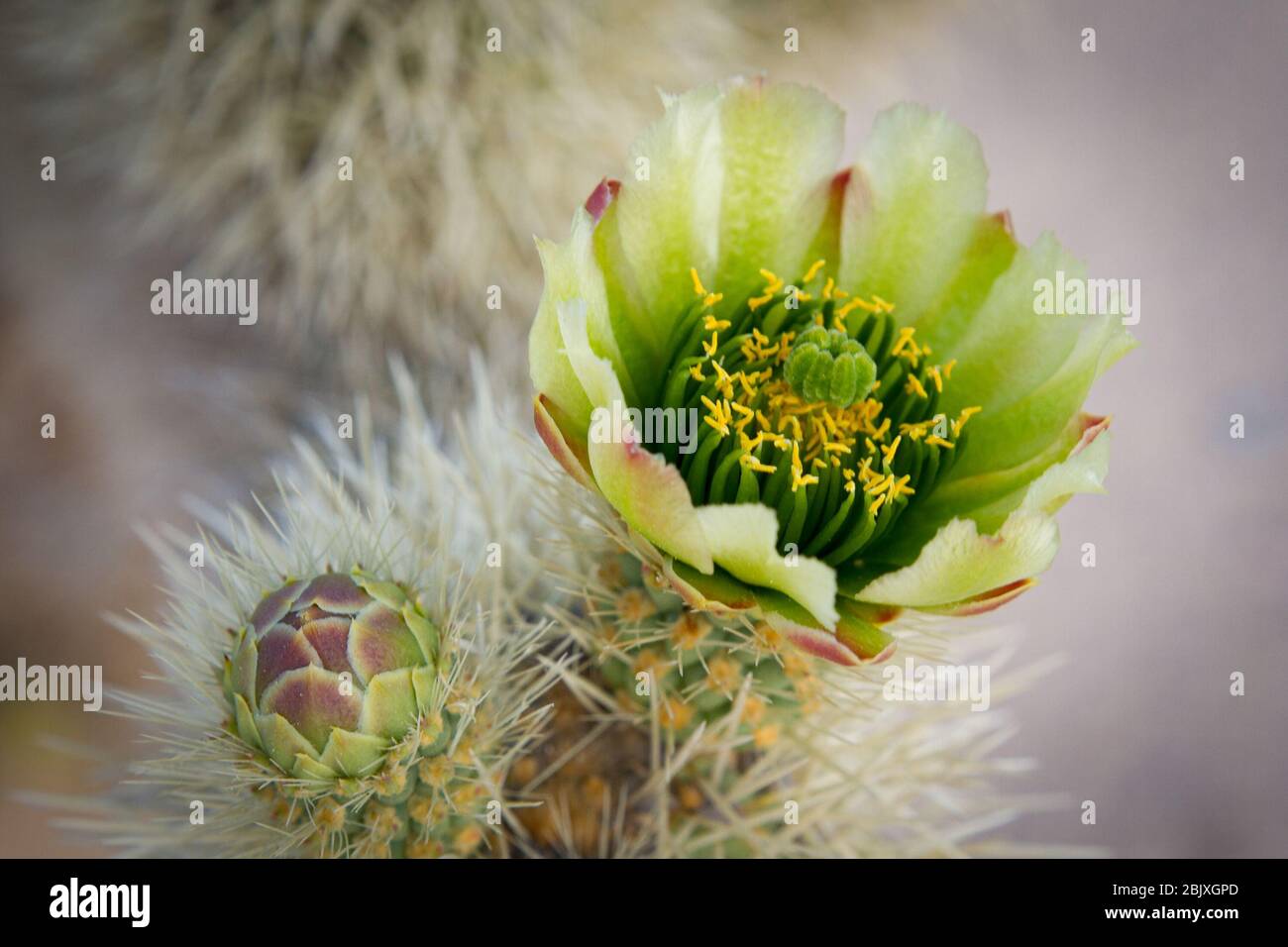A single cactus flower sits atop a plant in the sonoran desert in ...