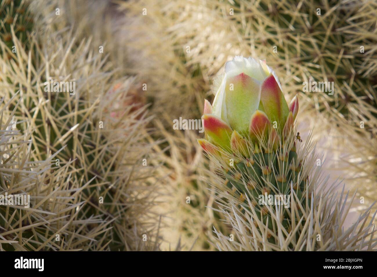 Individual cactus hi-res stock photography and images - Alamy