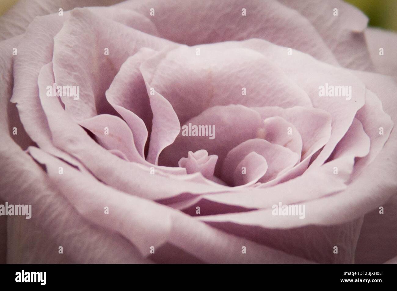 A close-up of the many layers leading to the center of a dusty pink ...