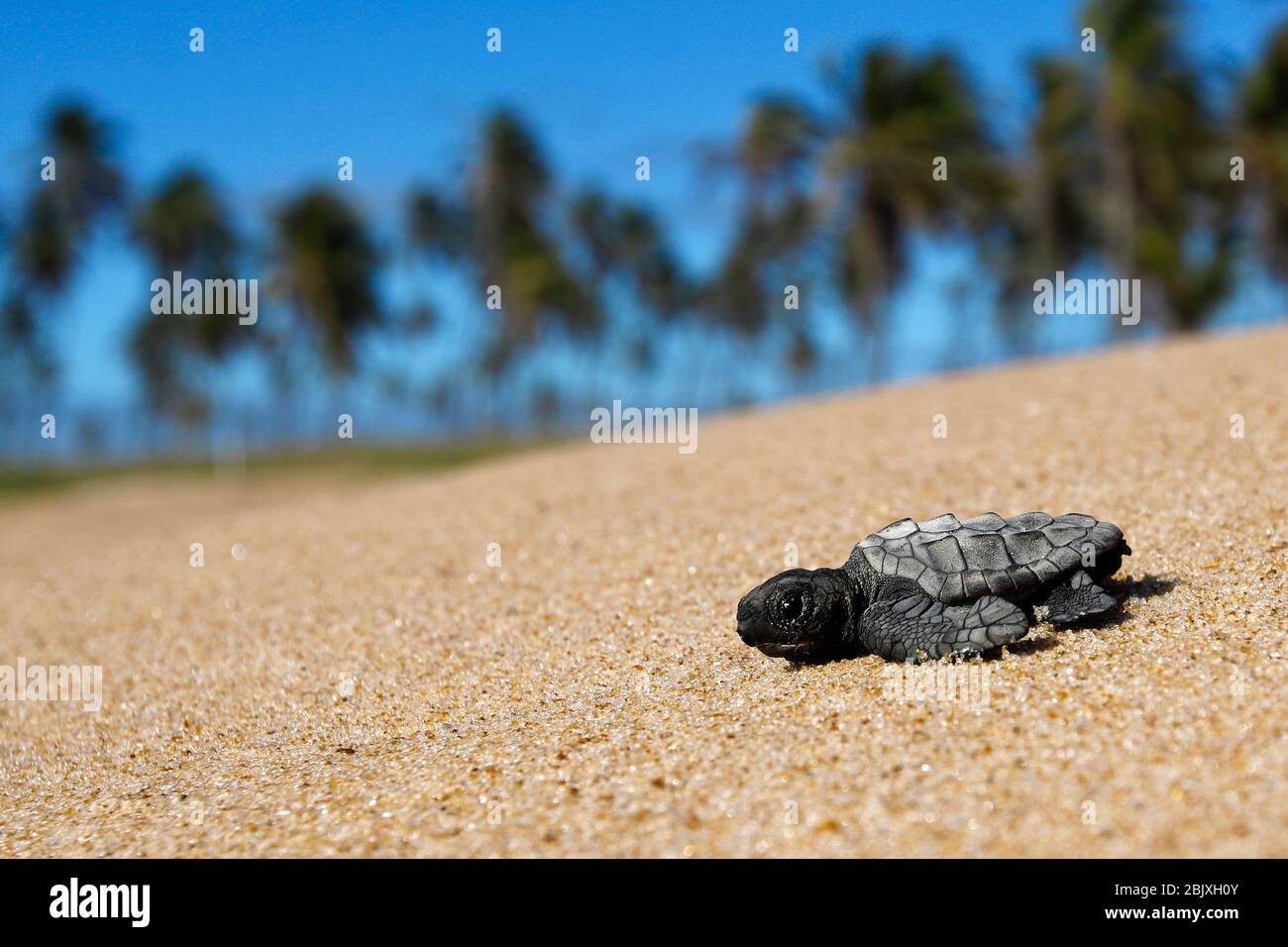 sea turtle baby hatchling newborn crawling on sand at the beach after ...