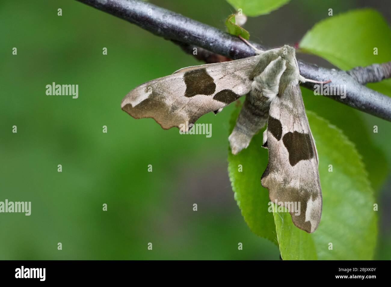 Proserpinus proserpinus hi-res stock photography and images - Alamy