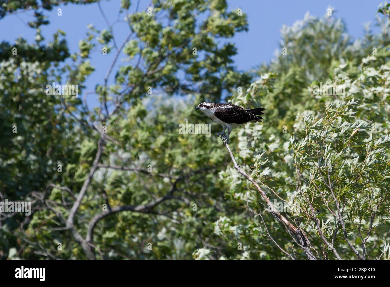 Osprey tree limb hi-res stock photography and images - Alamy