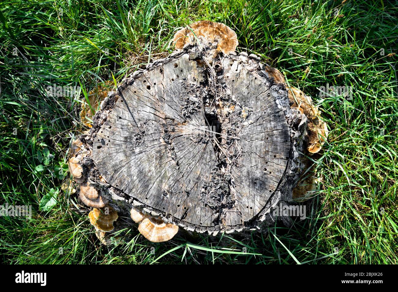 Cutting old fungus hi-res stock photography and images - Alamy