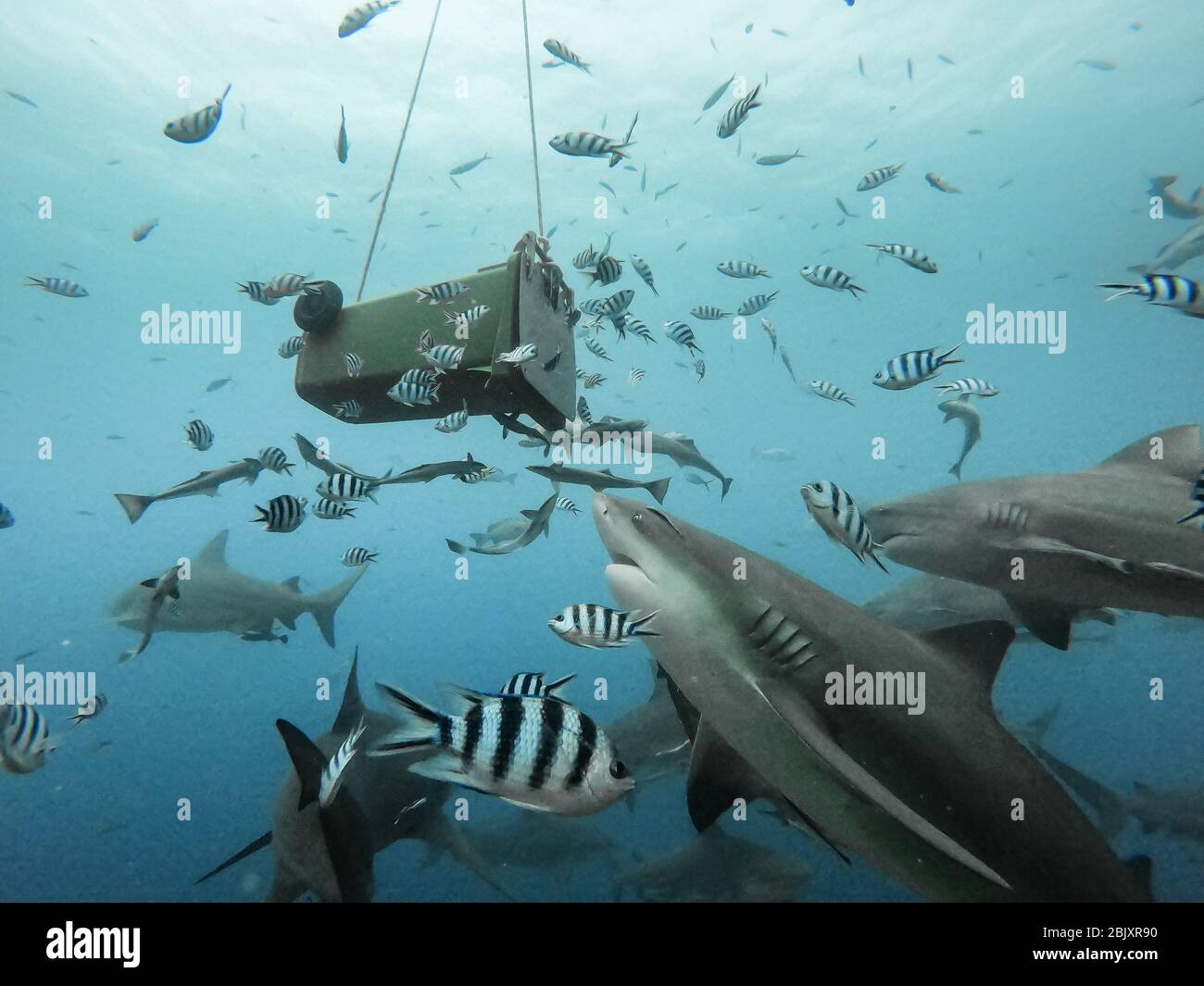 Fiji scuba diving sharks hi-res stock photography and images - Alamy