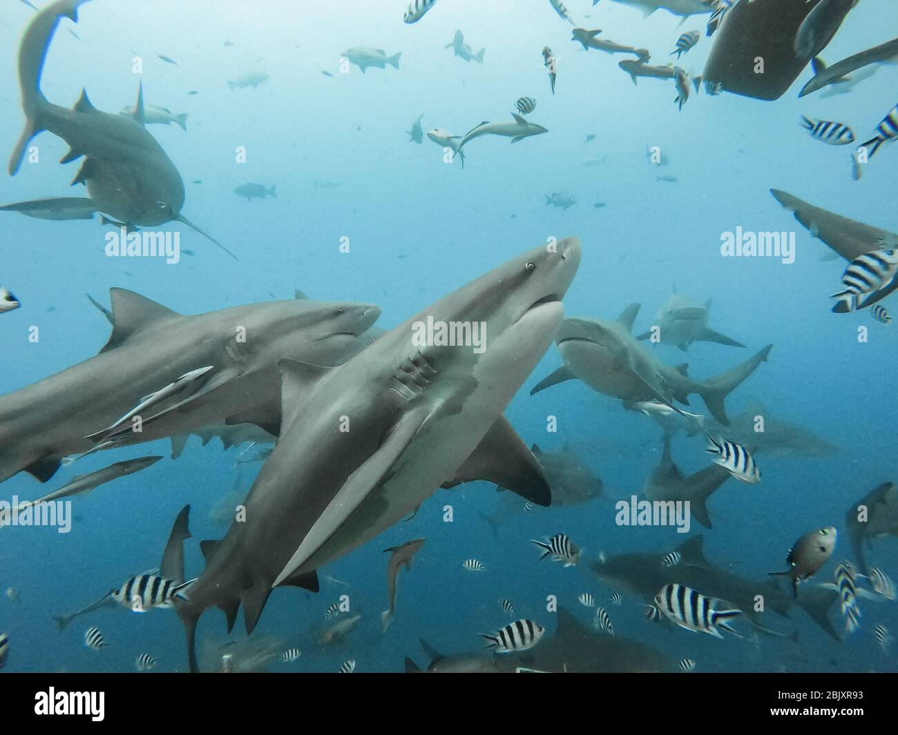 bull shark feeding in clear water Beqa lagoon pacific ocean Fiji Stock ...