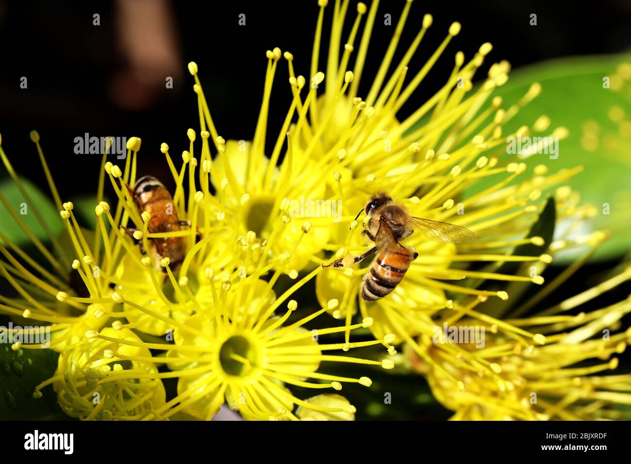 Nature in Macro: Beautiful flowers being pollinated by local bees on a ...