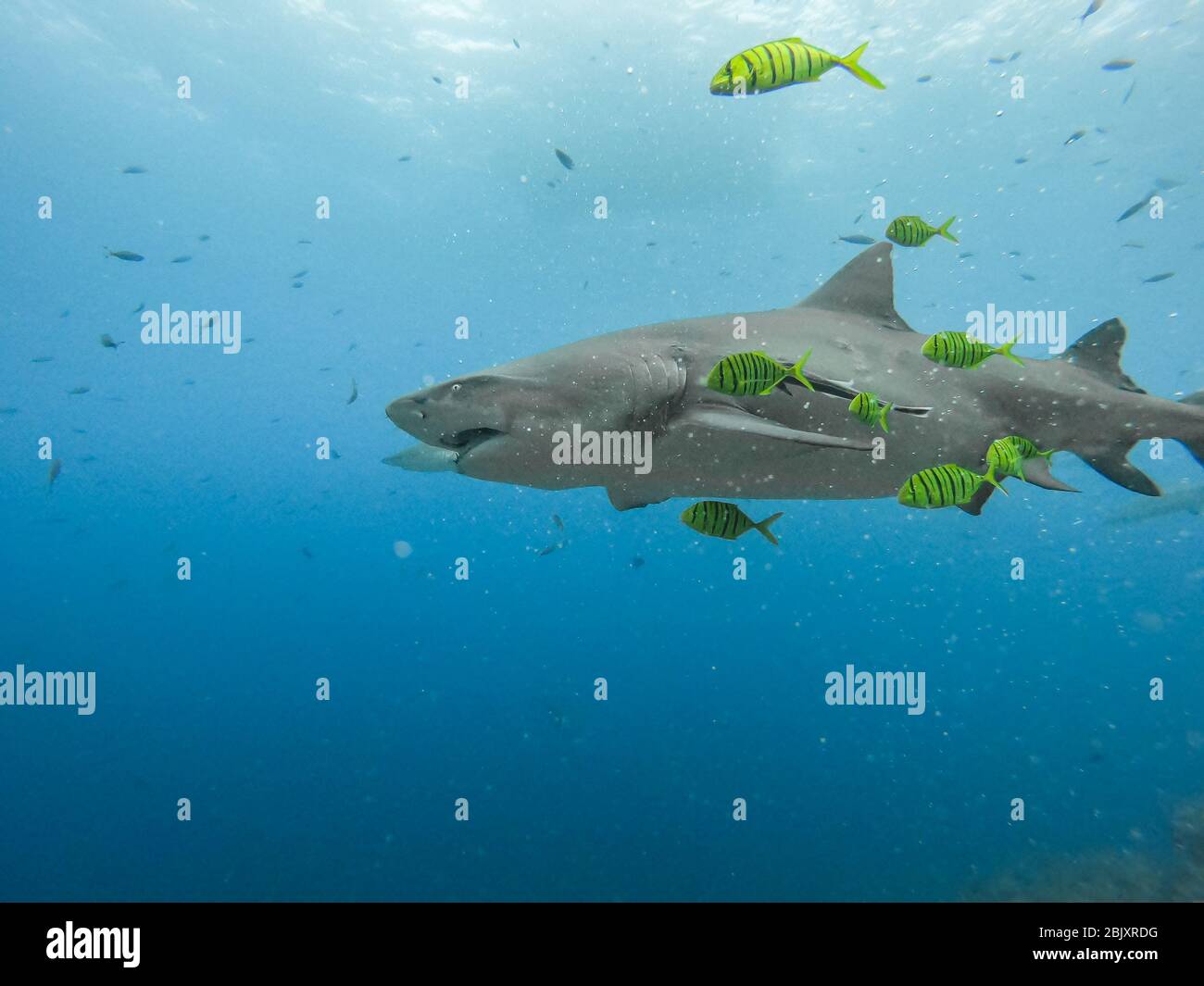 Bull shark teeth hi-res stock photography and images - Alamy