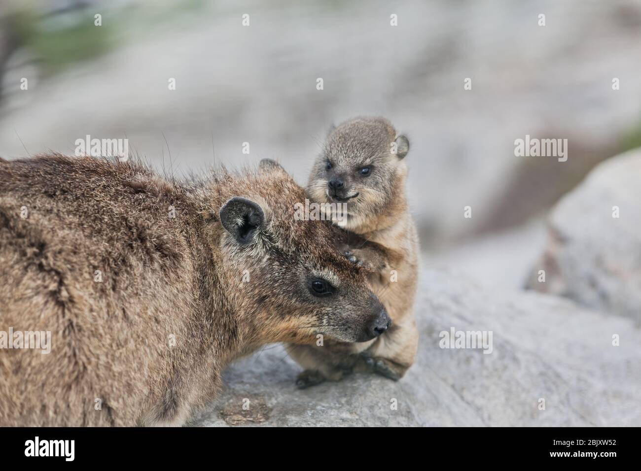 Child protection south africa hi-res stock photography and images - Alamy