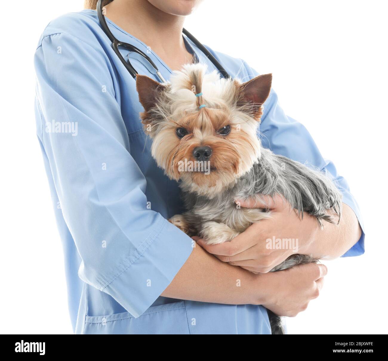 Veterinarian with cute dog on white background Stock Photo - Alamy