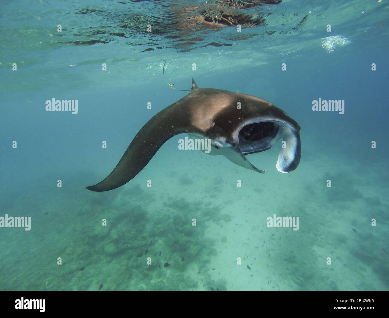 Giant manta ray eating plankton in water of Mozambique Channel Tofo ...