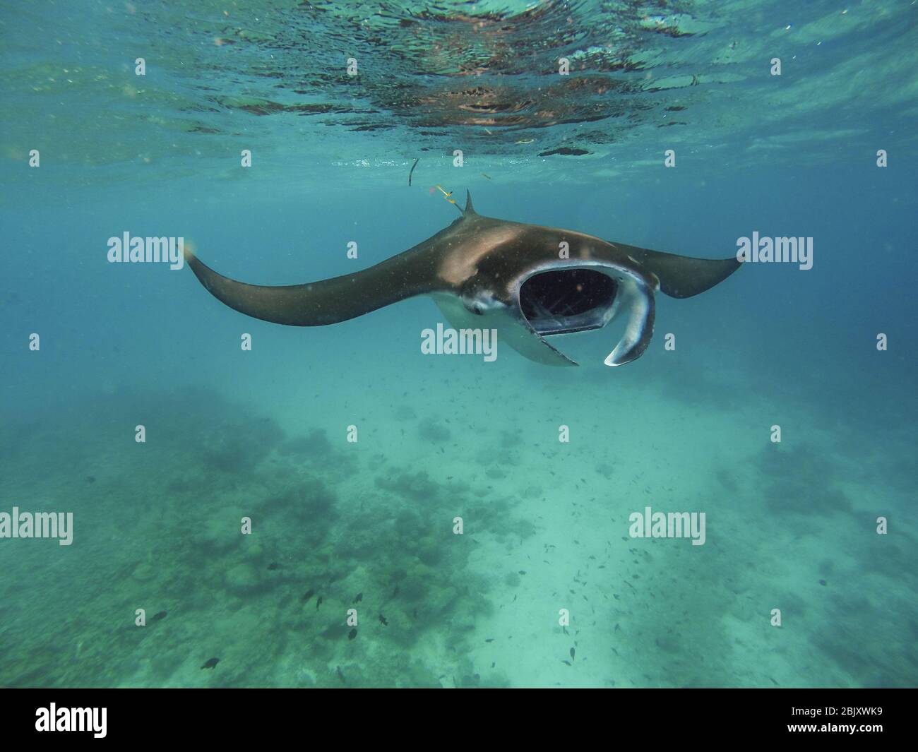 Giant manta ray eating plankton in water of Mozambique Channel Tofo ...