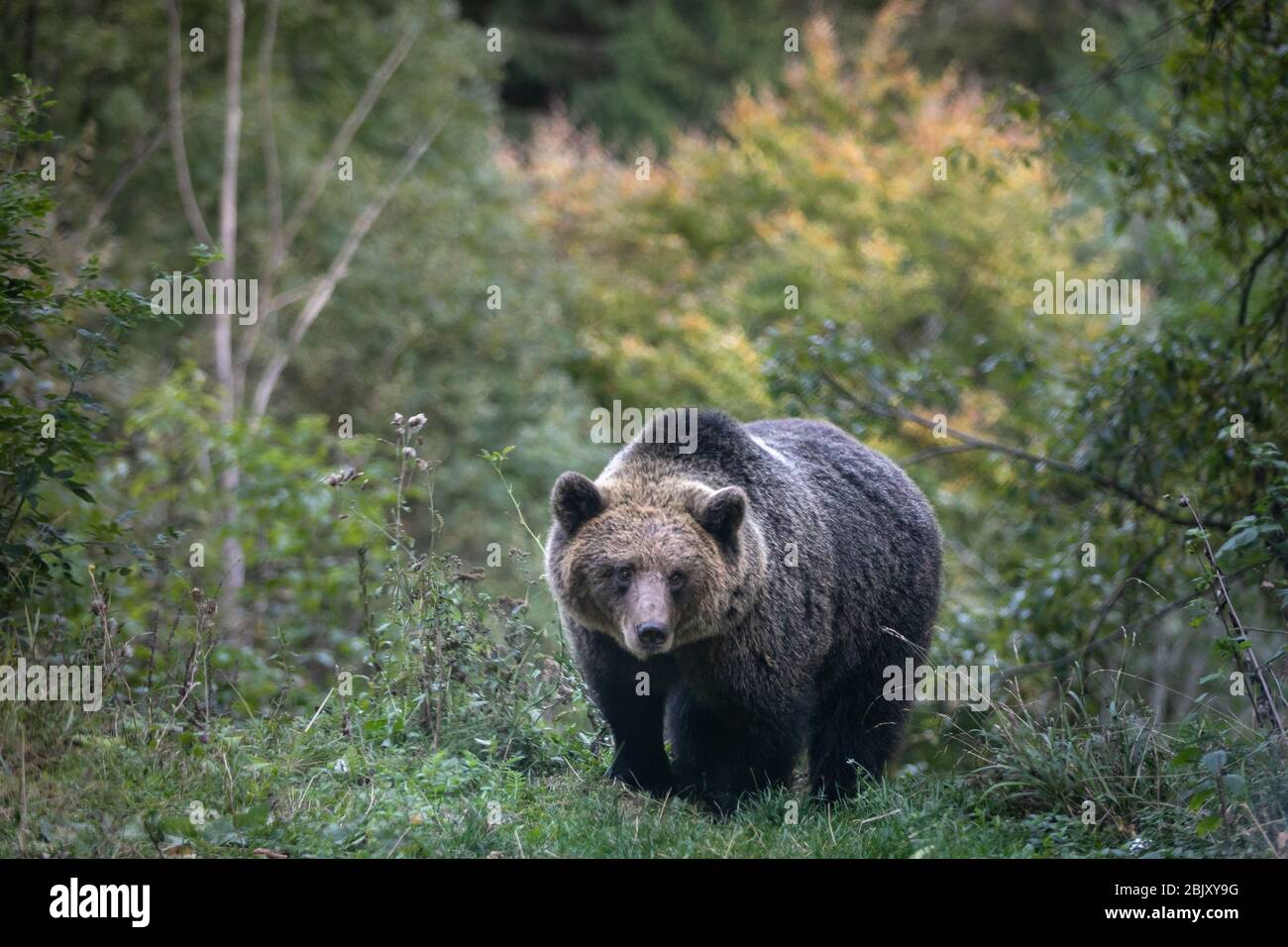 wild brown bear in forest near Transfagarash highway European Romania ...