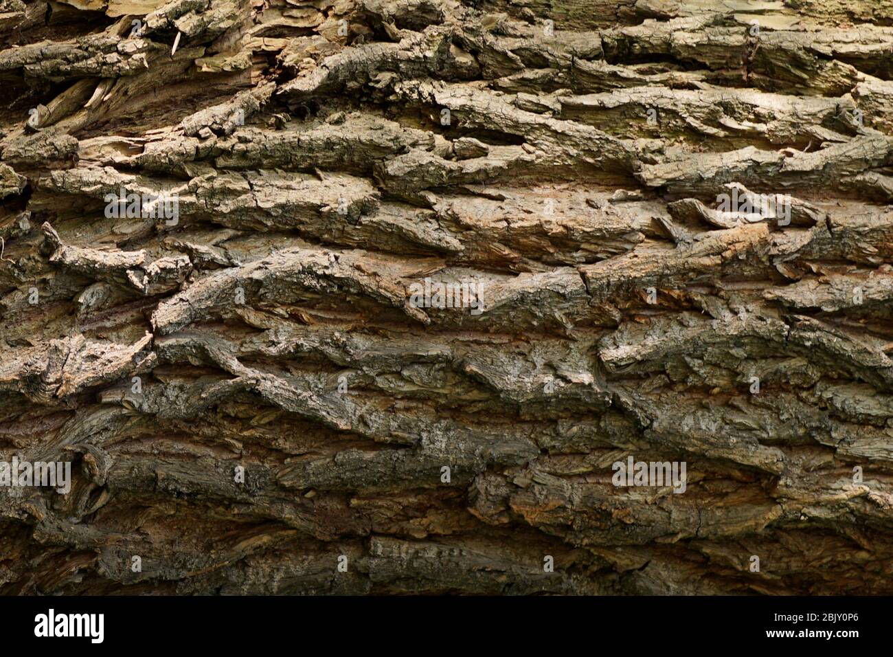 Tree bark wallpaper background Stock Photo - Alamy