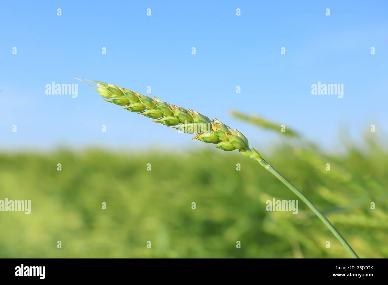 Outside spikelet hi-res stock photography and images - Alamy