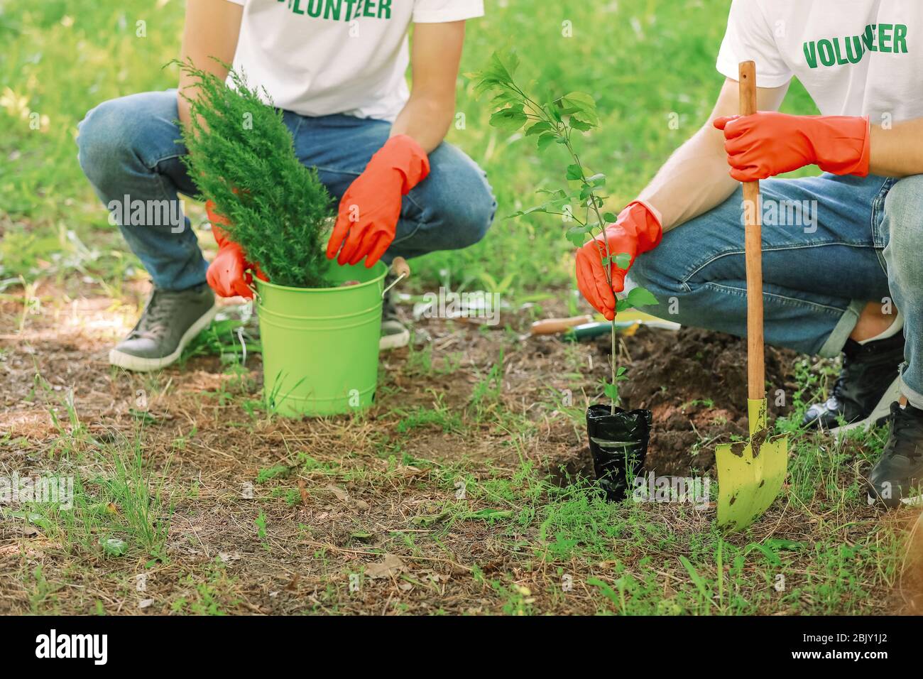 Volunteers planting tree in park Stock Photo - Alamy