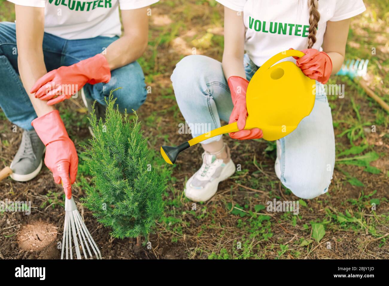 Volunteers planting tree in park Stock Photo - Alamy