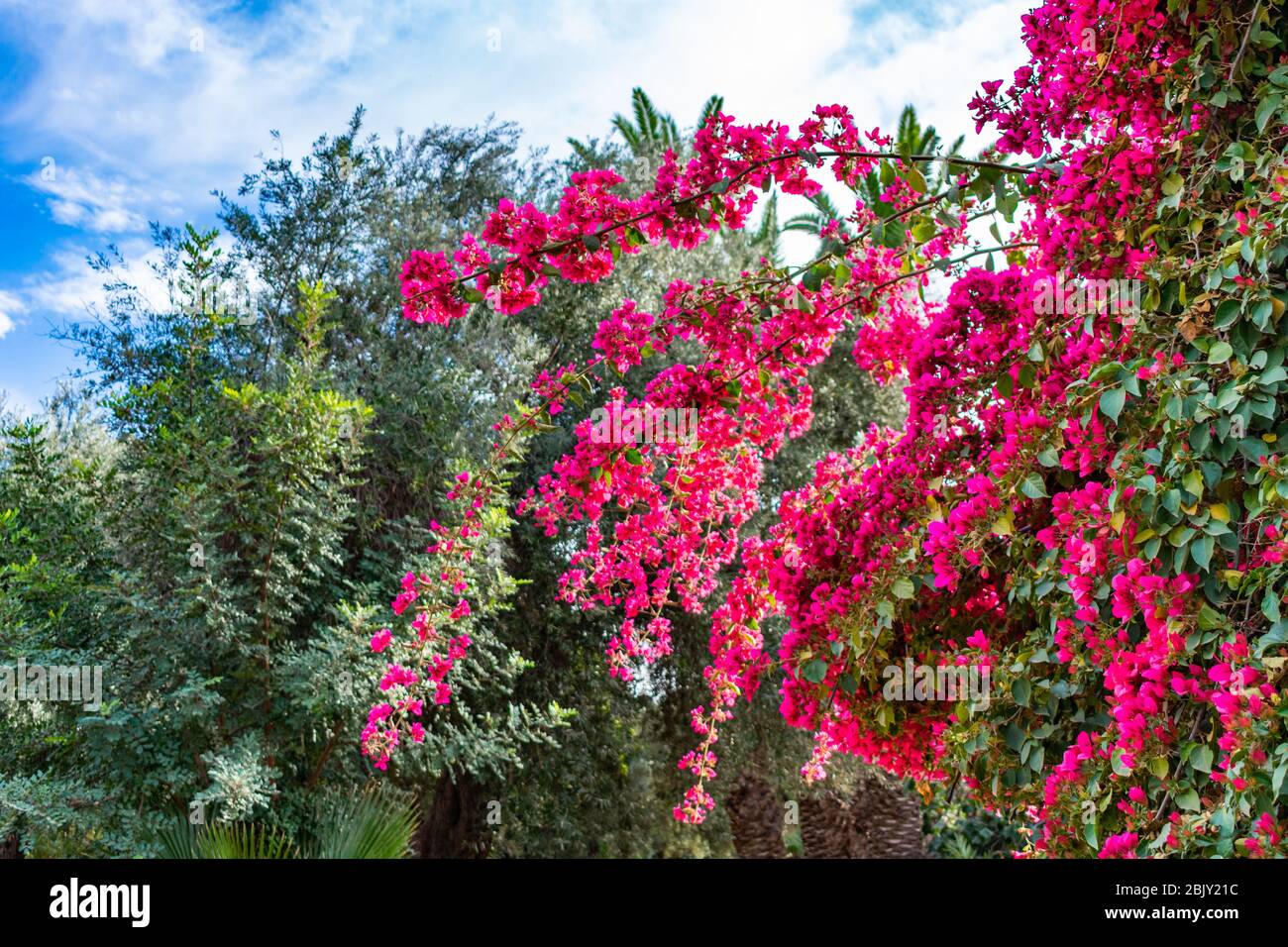 Colorful Pink Flowers on a Plant at Parc El Harti in Marrakesh Morocco ...