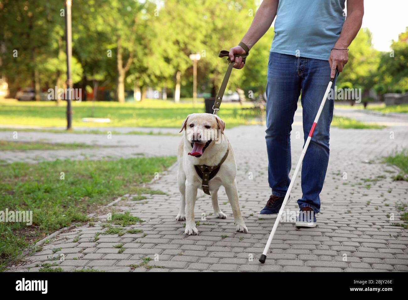 Blind mature man with guide dog in park Stock Photo - Alamy
