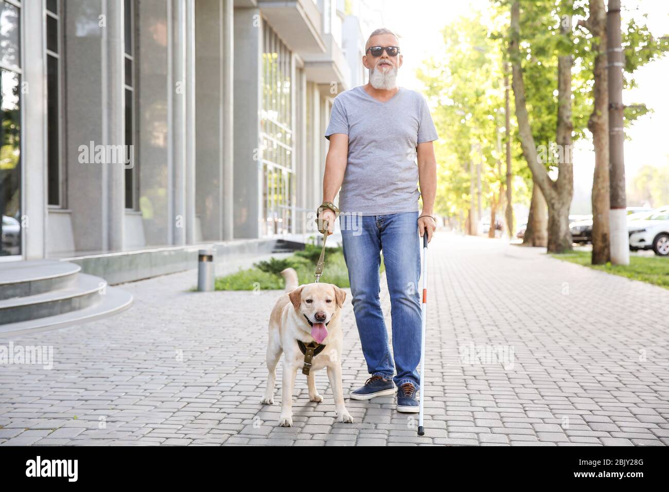 Blind mature man with guide dog outdoors Stock Photo - Alamy