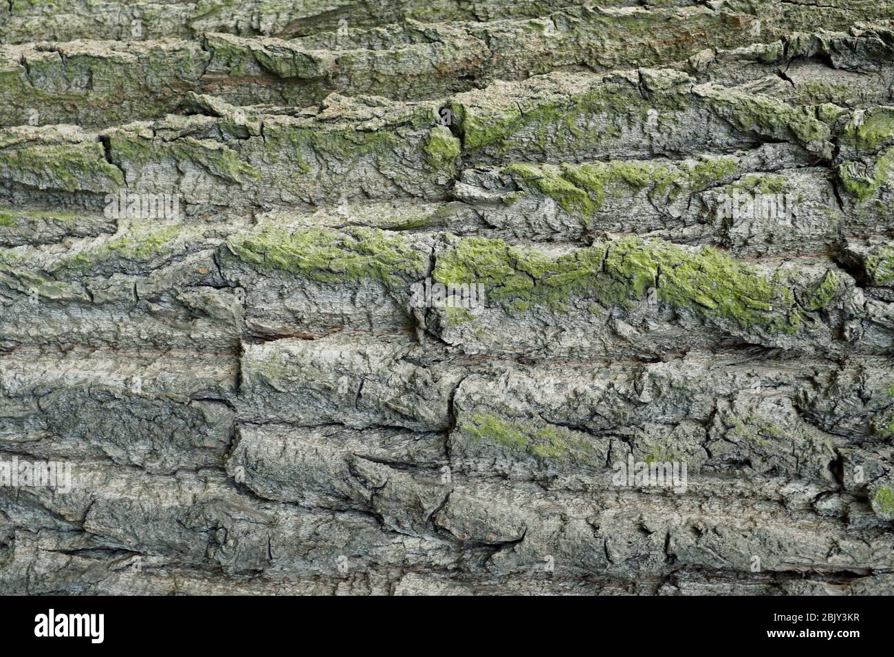 Tree bark wallpaper background Stock Photo - Alamy