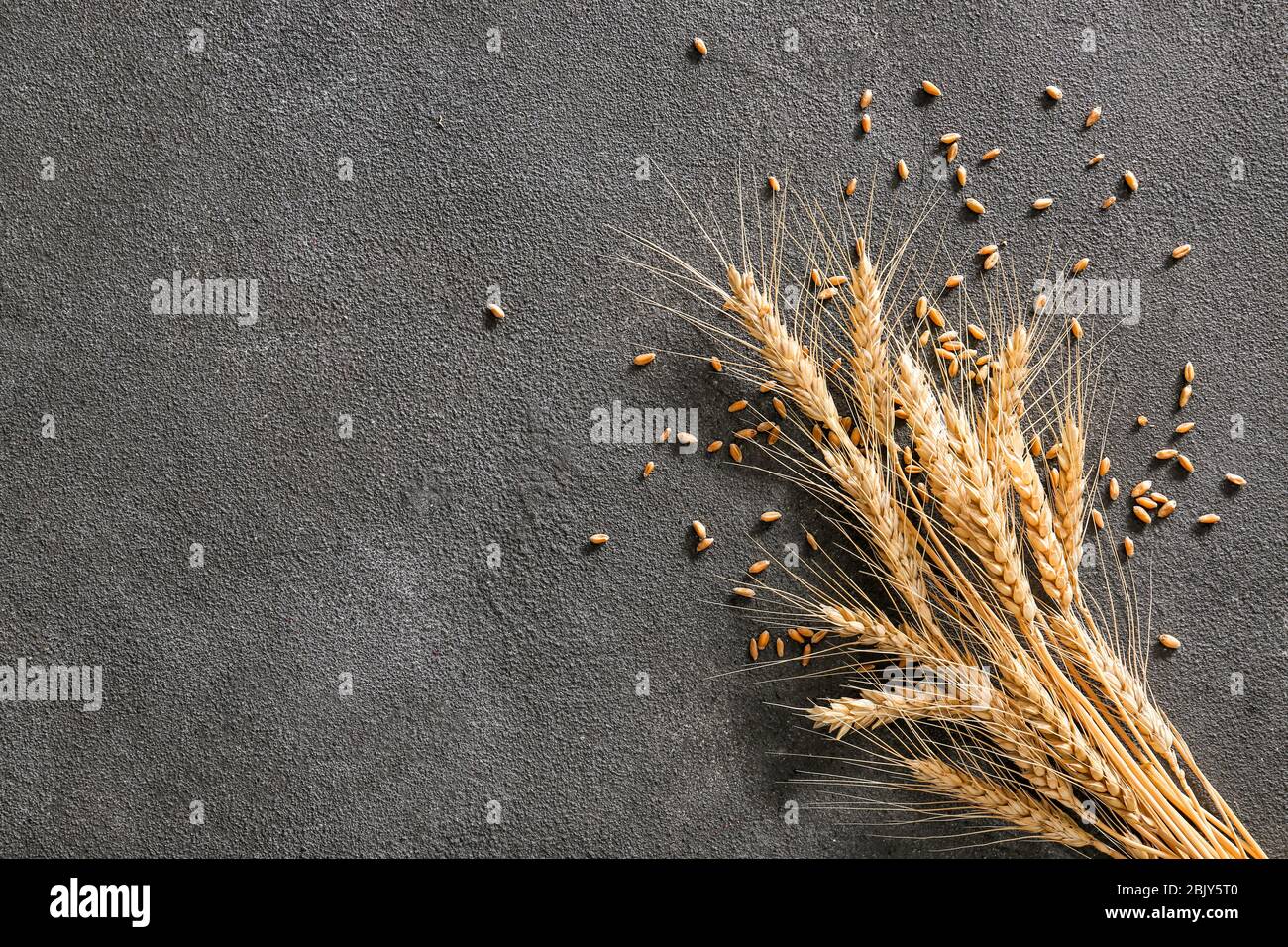 Wheat spikelets with grains on grey background Stock Photo - Alamy