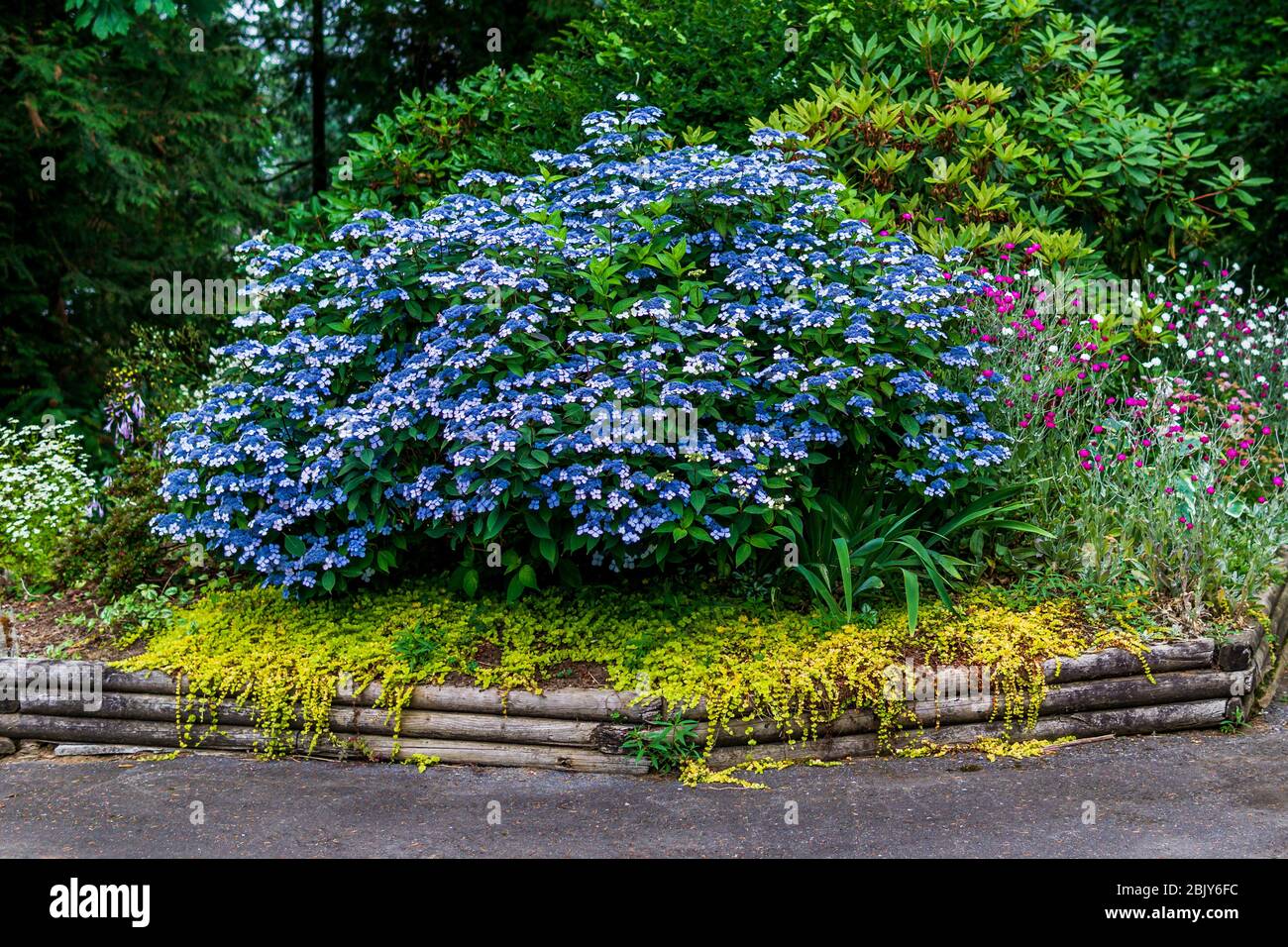 bush of blue flowers in flower bed in garden design Stock Photo - Alamy