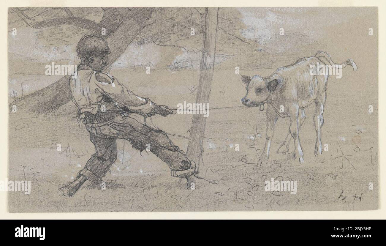 - The Unruly Calf - Winslow Homer Stock Photo - Alamy
