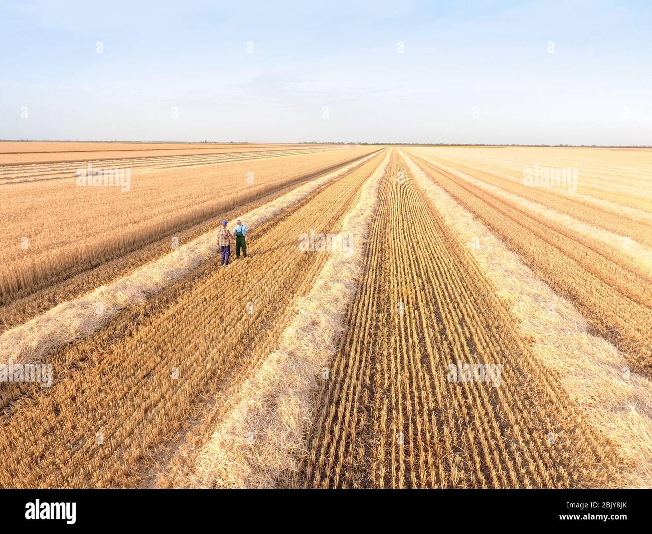 Male farmers working in wheat field Stock Photo - Alamy