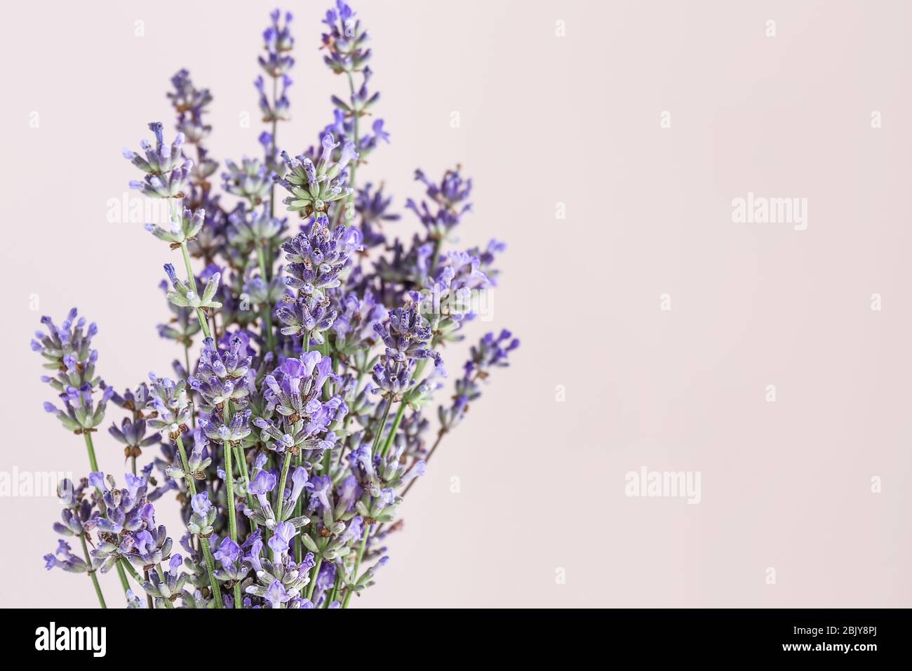 Beautiful lavender flowers on light background Stock Photo - Alamy