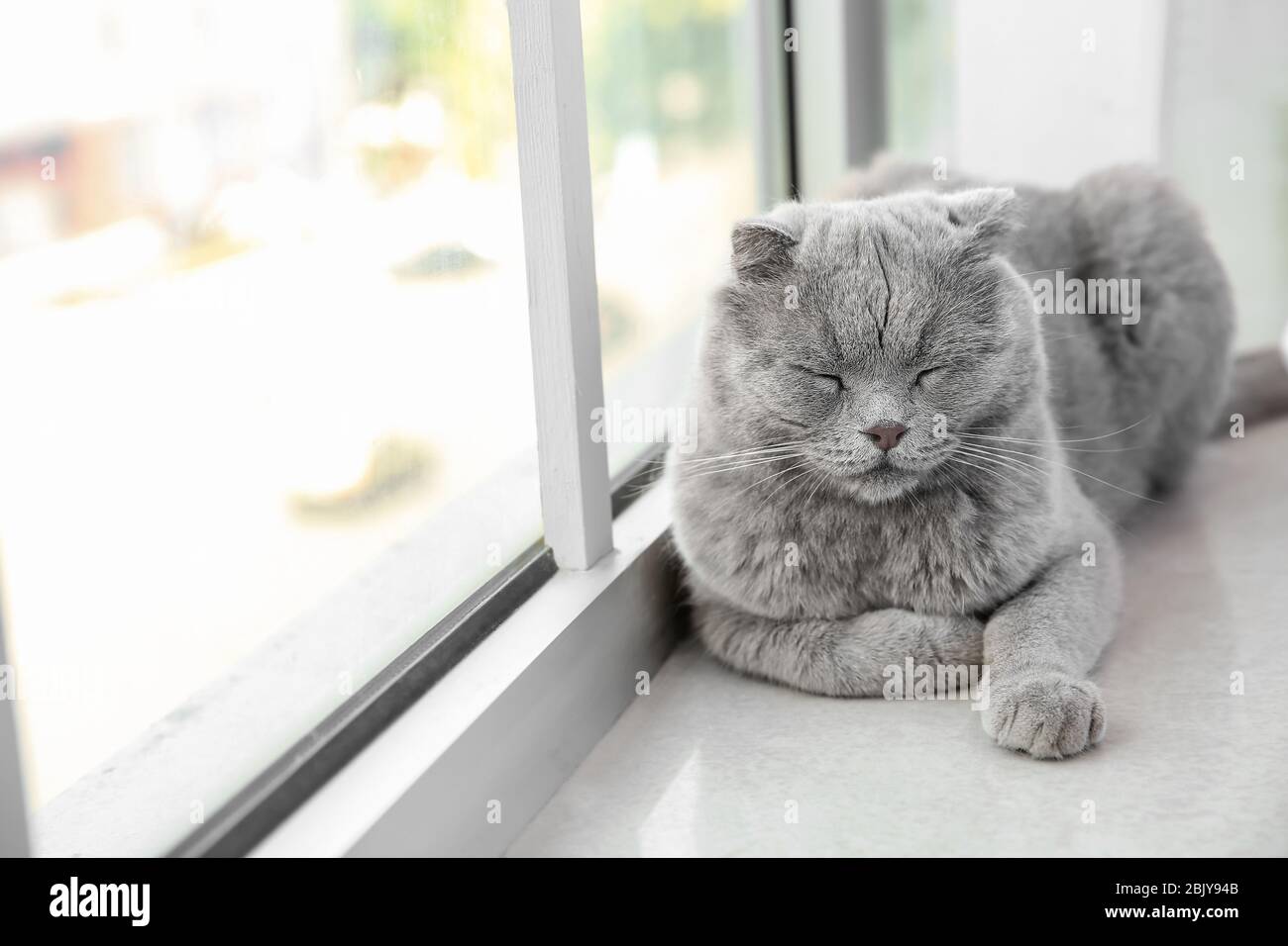 Cute cat on window sill at home Stock Photo - Alamy