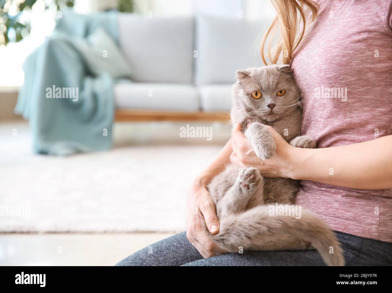 Cute cat with owner at home Stock Photo - Alamy